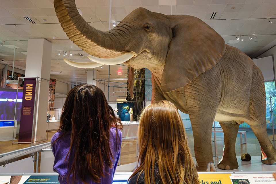 New AMNH Exhibit Reveals The Secret Life of Elephants - Mommy Poppins