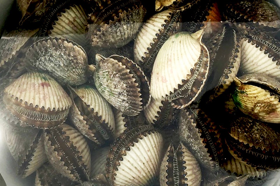 Guide to Scalloping in Florida | Mommy Poppins - Things To Do in ...