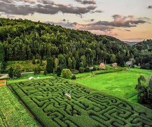 corn maze cornwall
