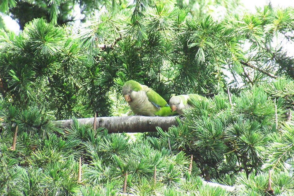 NYC Hidden Gem: Monk Parakeets of Brooklyn - Mommy Poppins